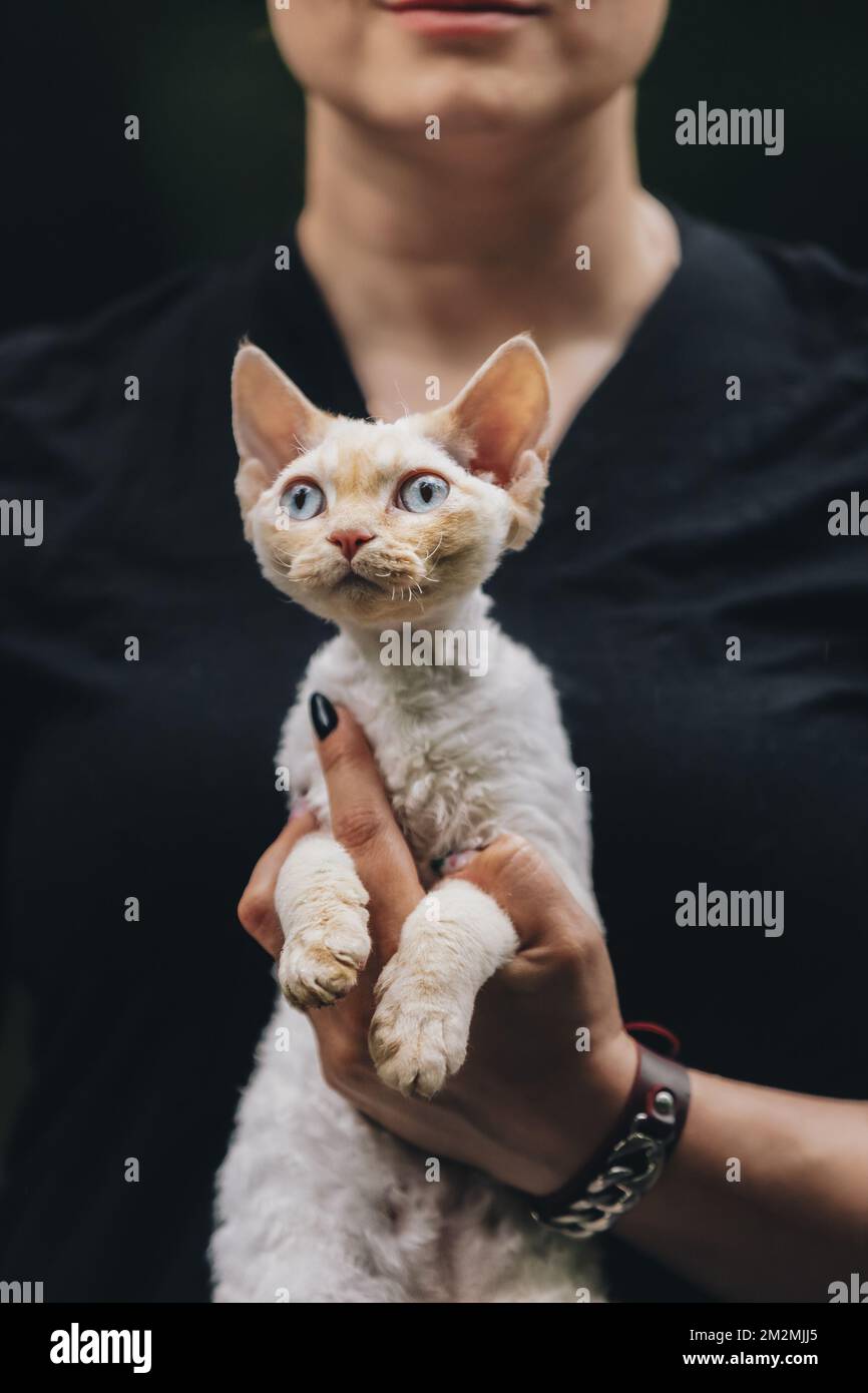 Obedient Devon Rex Cat With White Fur Color Sitting On Hands. Curious ...