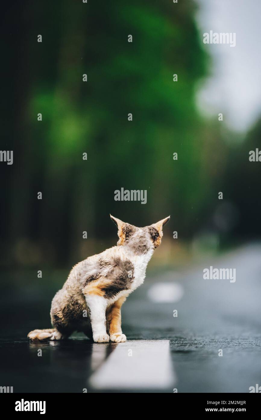 Amazing Playful Devon Rex Cat With White-red Spotted Fur Color Sit On ...