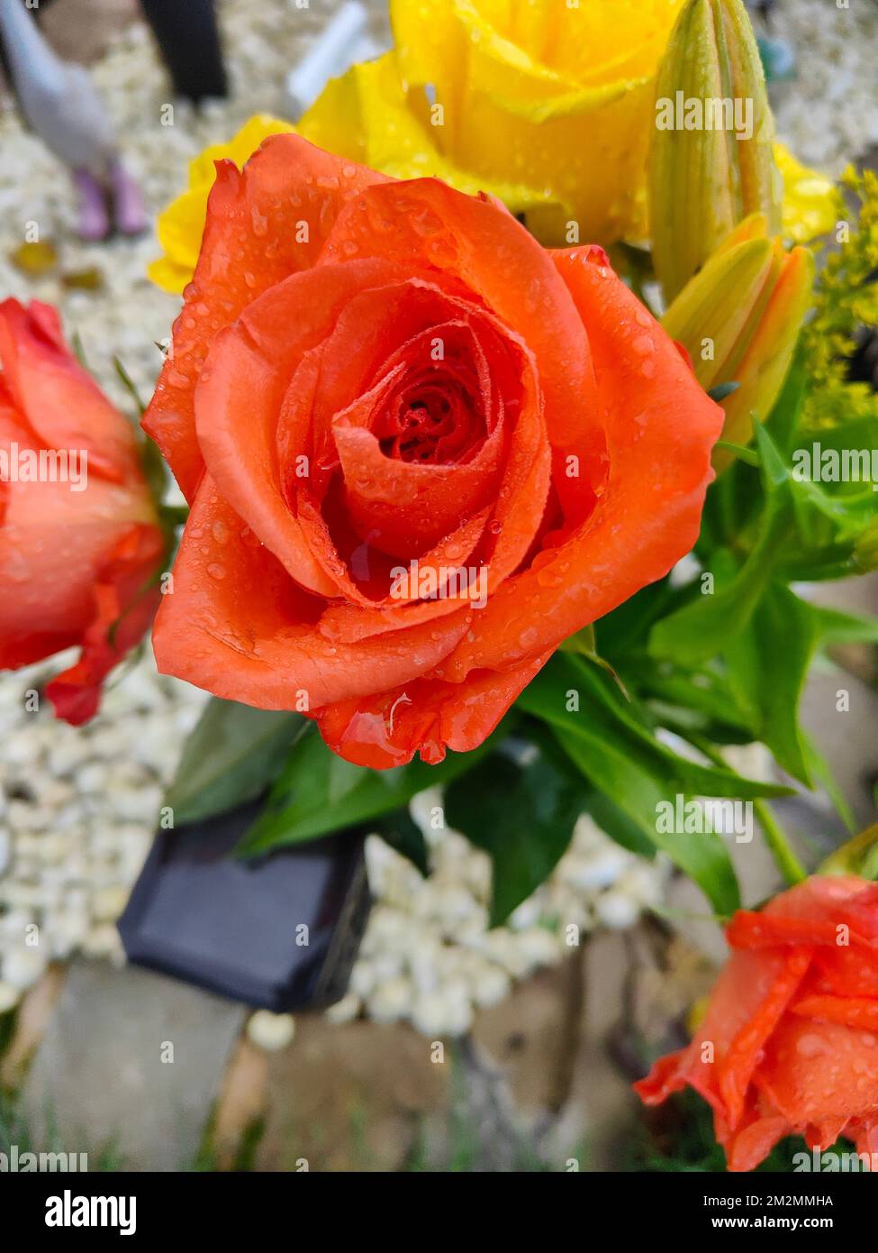 A vertical closeup view of a beautiful orange hybrid tea rose flower ...