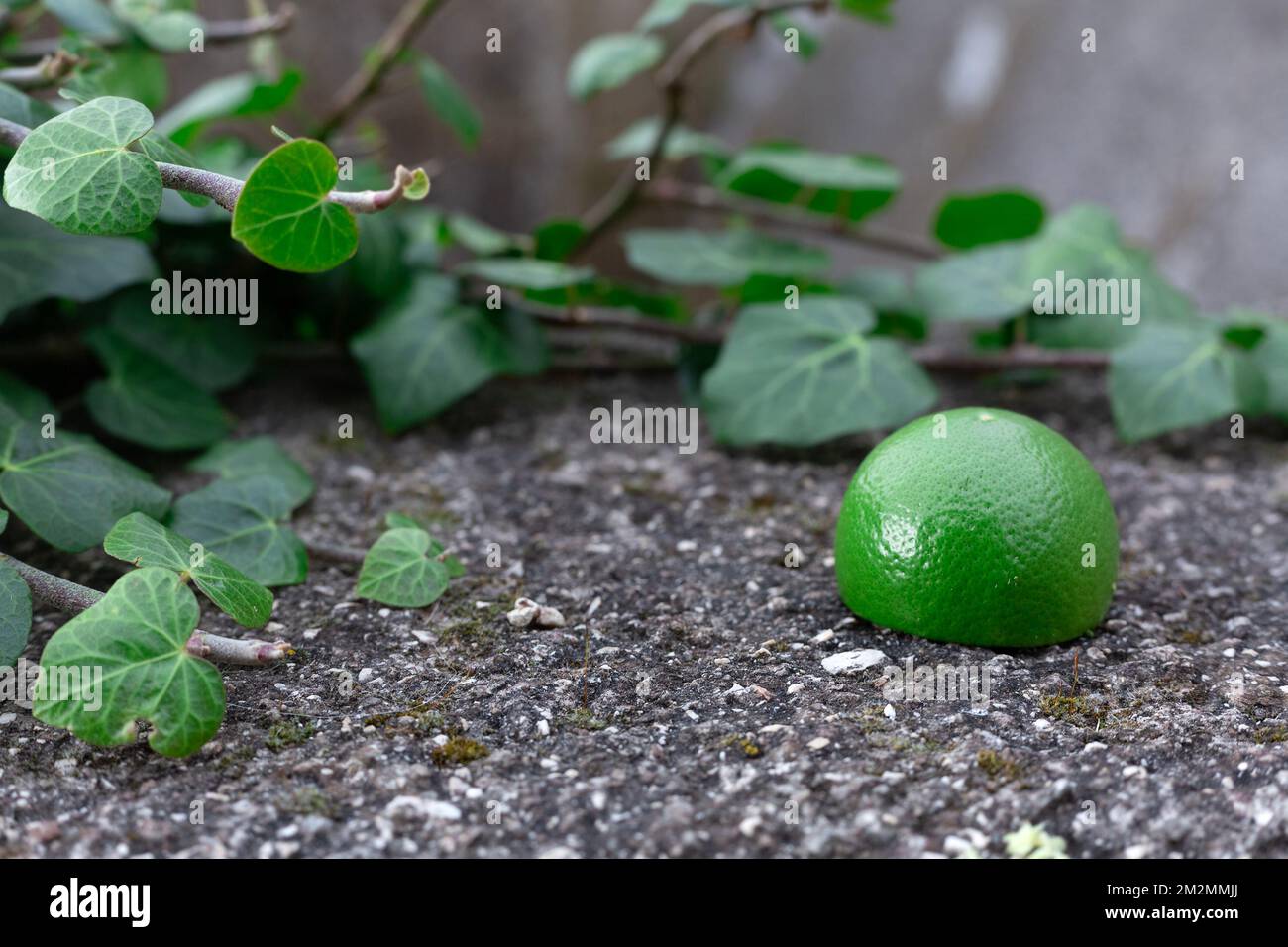 Half cut green lime fruit grey concrete surface. Green emerald leaves ...