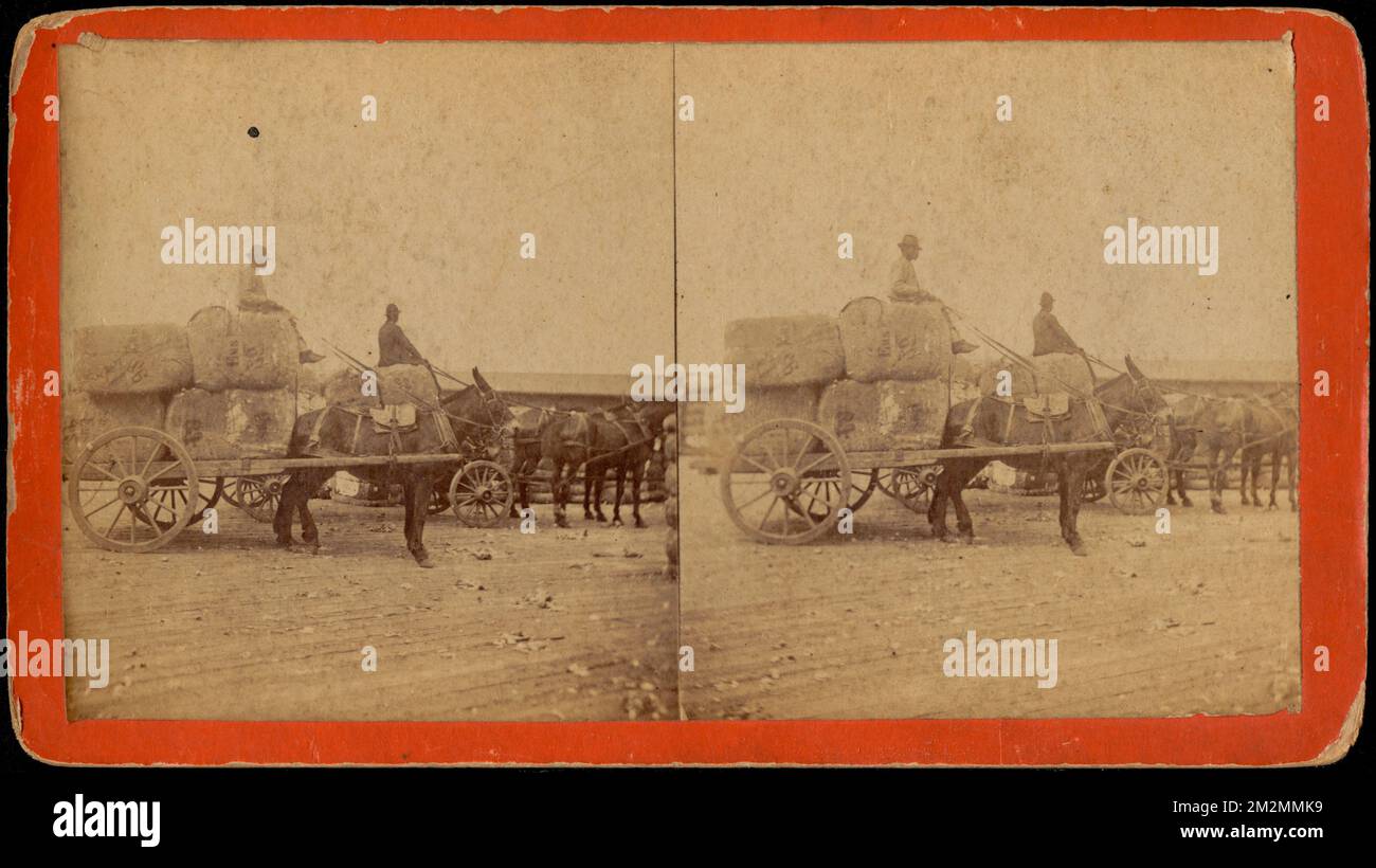 Draying cotton at C.R.R. , Carts & wagons, Donkeys, Cotton industry ...