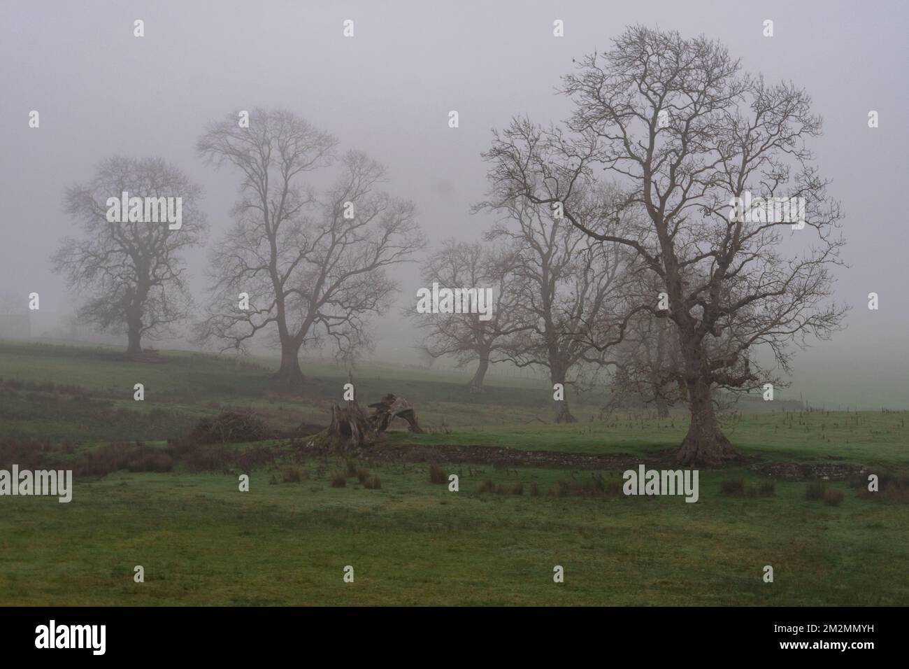 Trees in foggy landscape, Northumberland, UK Stock Photo - Alamy