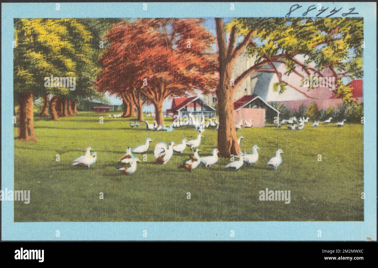 Ducks gathered around a tree , Ducks, Trees, Tichnor Brothers ...