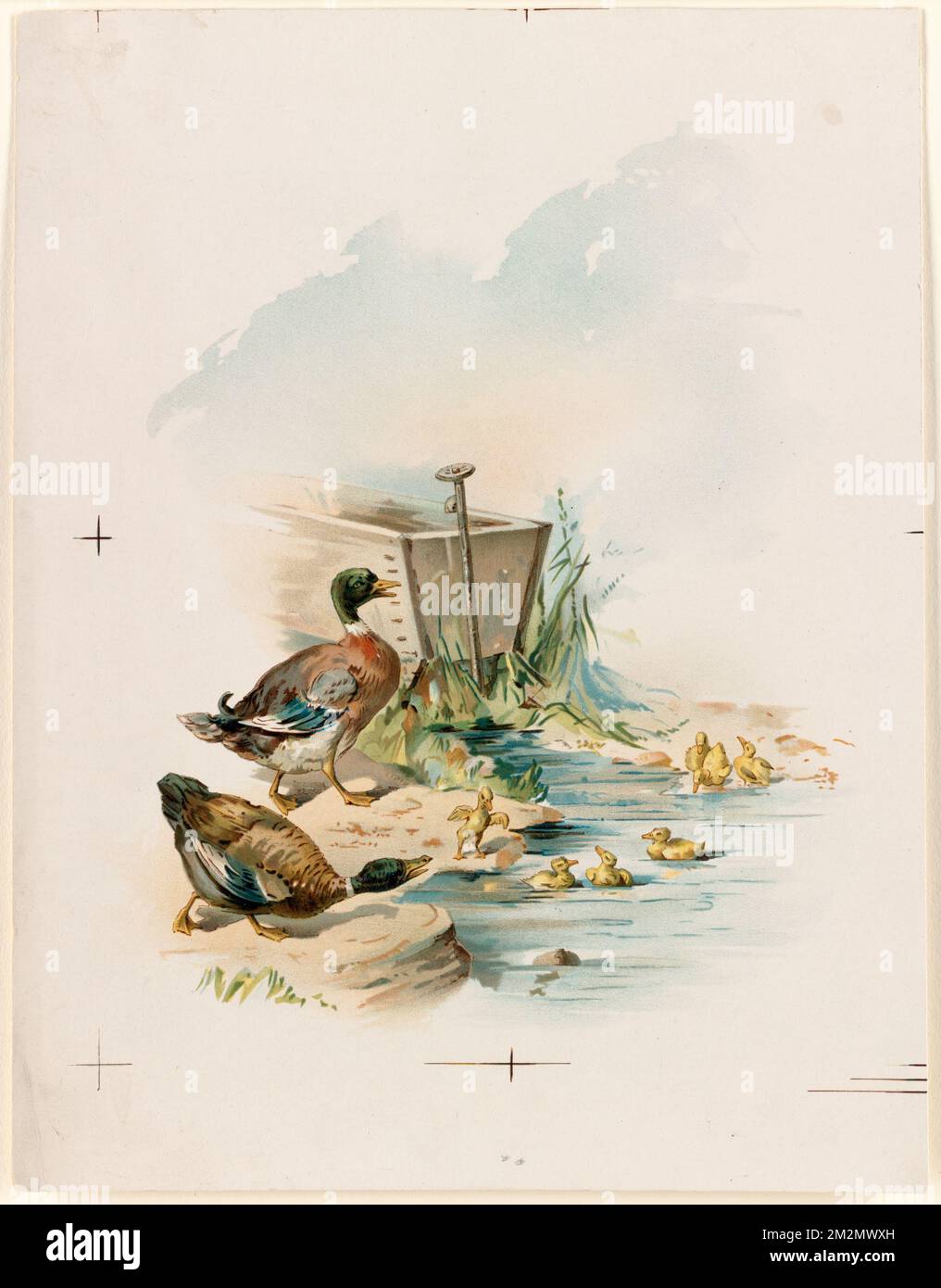 Sketches of ducks hi-res stock photography and images - Alamy