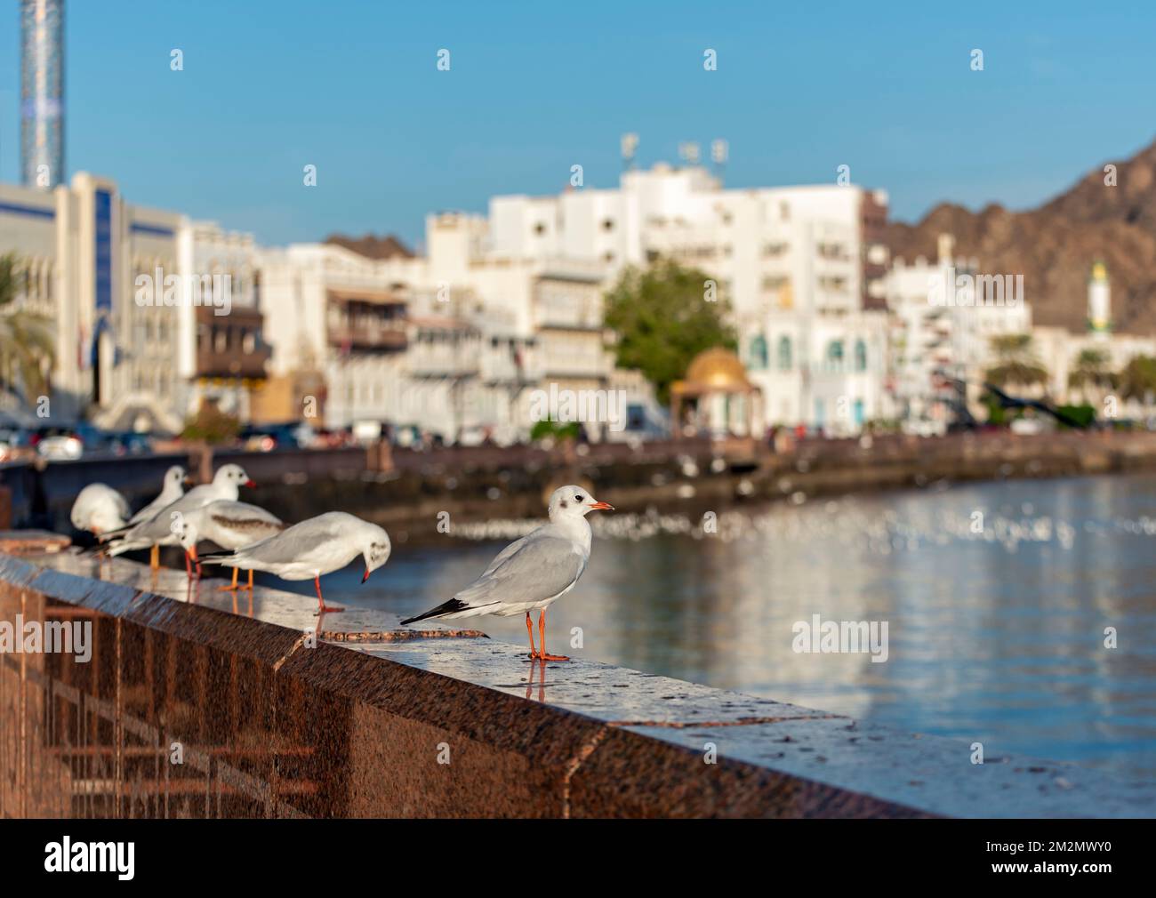 Seagulls, Muttrah Corniche, Muscat, Oman Stock Photo - Alamy