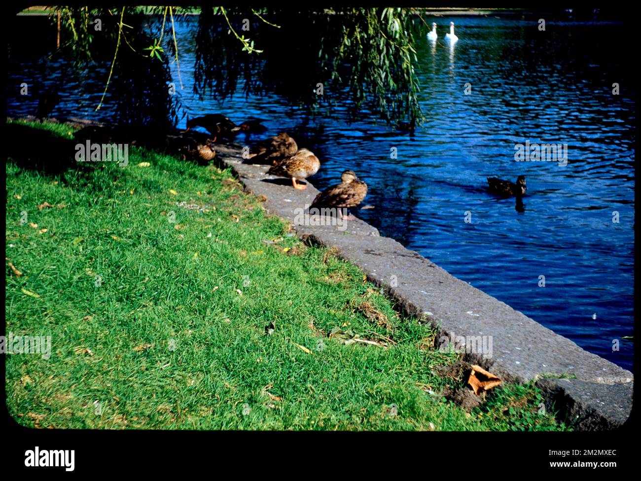 Ducks, Boston, Public Garden , Ducks, Parks. Edmund L. Mitchell ...