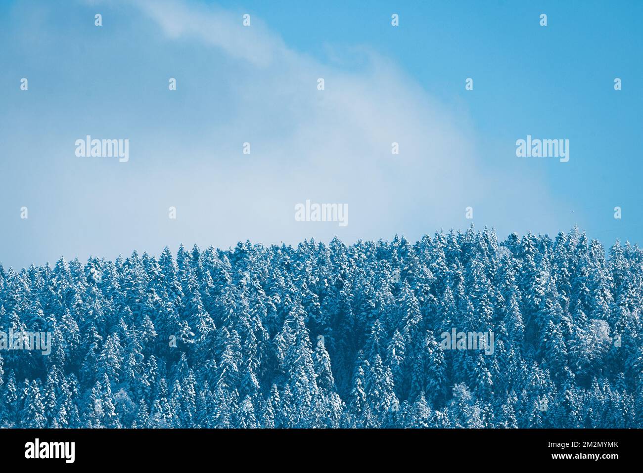 winter forest in Konolfingen, Emmental Stock Photo - Alamy
