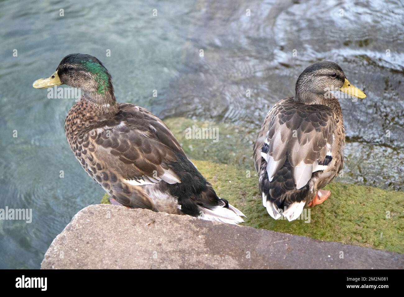 mallards in the lake Stock Photo - Alamy
