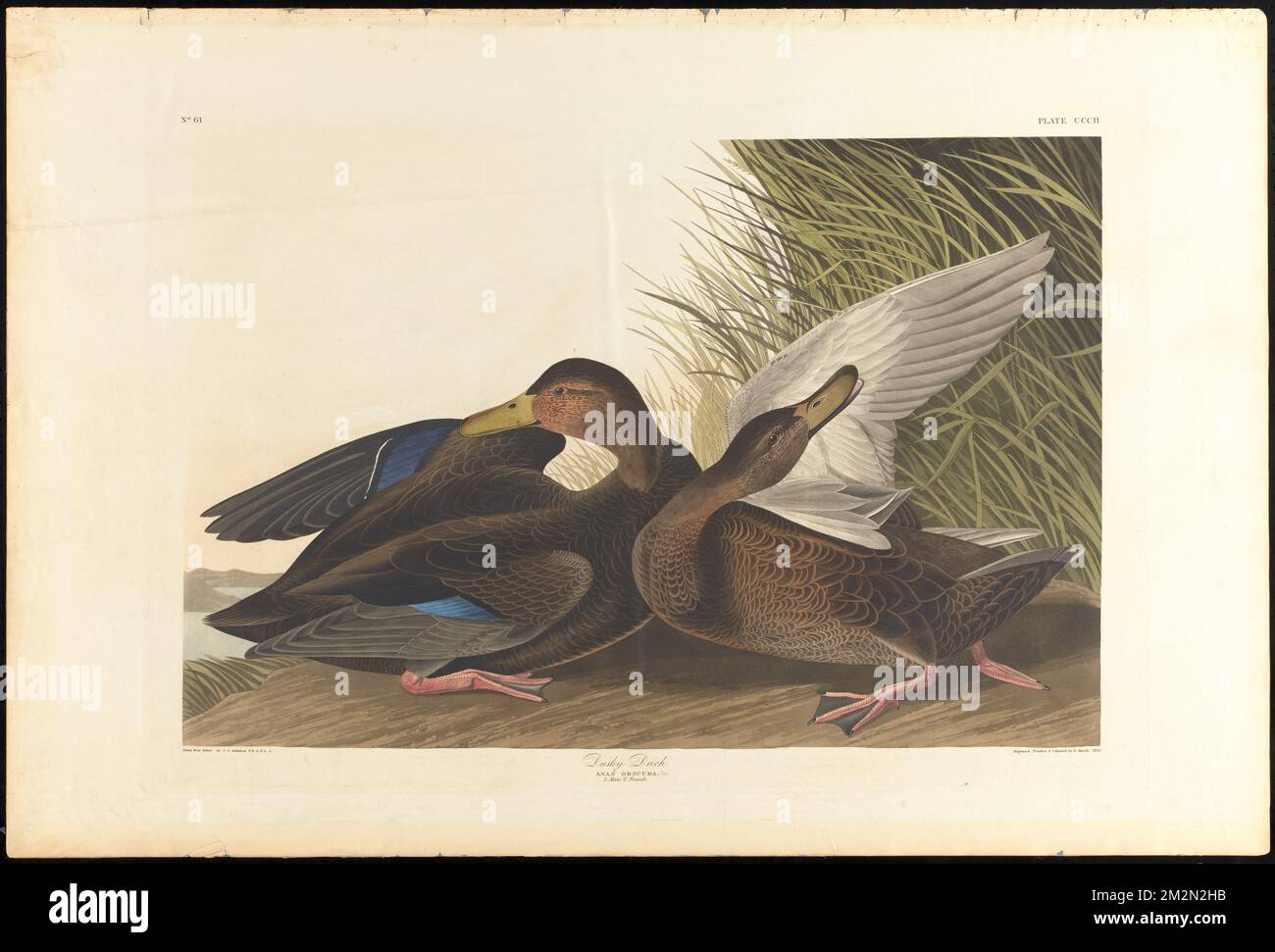Dusky duck : Anas obscura, Gm. 1. Male. 2. Female. c.1 v.4 plate 302 ...