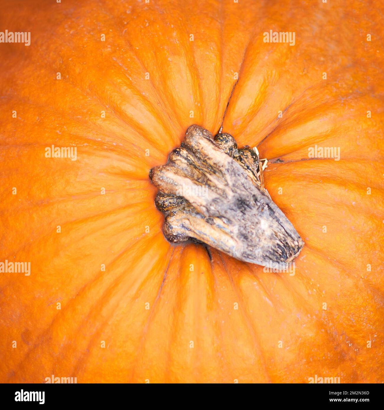 Giant pumpkin close up hi-res stock photography and images - Alamy
