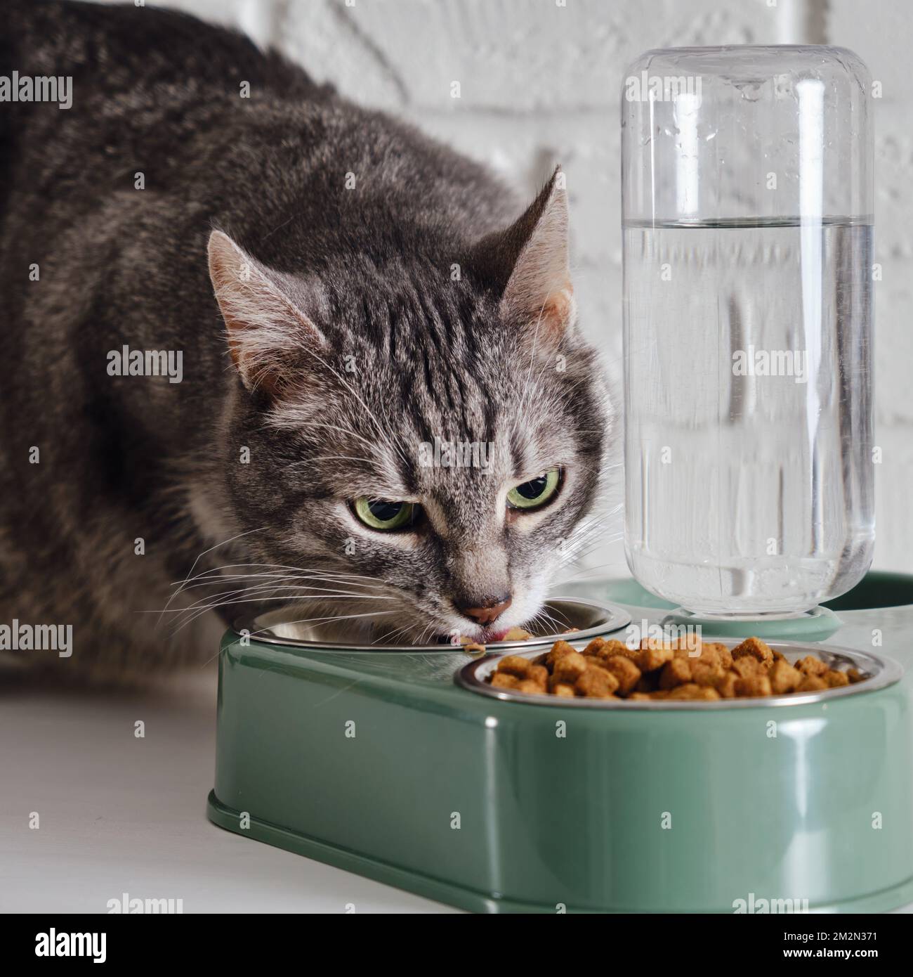 Grey senior cat eats dry food from a green bowl against a white brick ...