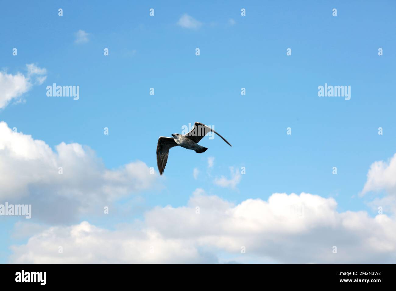 seagulls in flight Stock Photo - Alamy