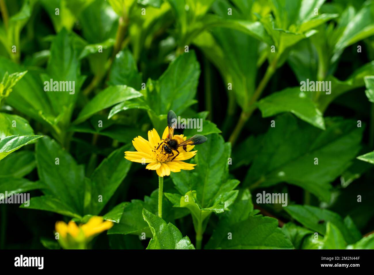 Bee sitting on the blooming yellow flower. Bees like flowers because ...