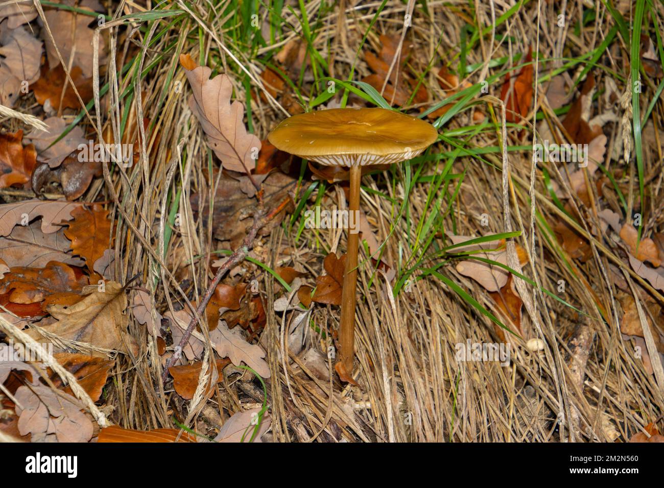 Deep root mushroom or the rooting shank is a widespread mushroom, also ...