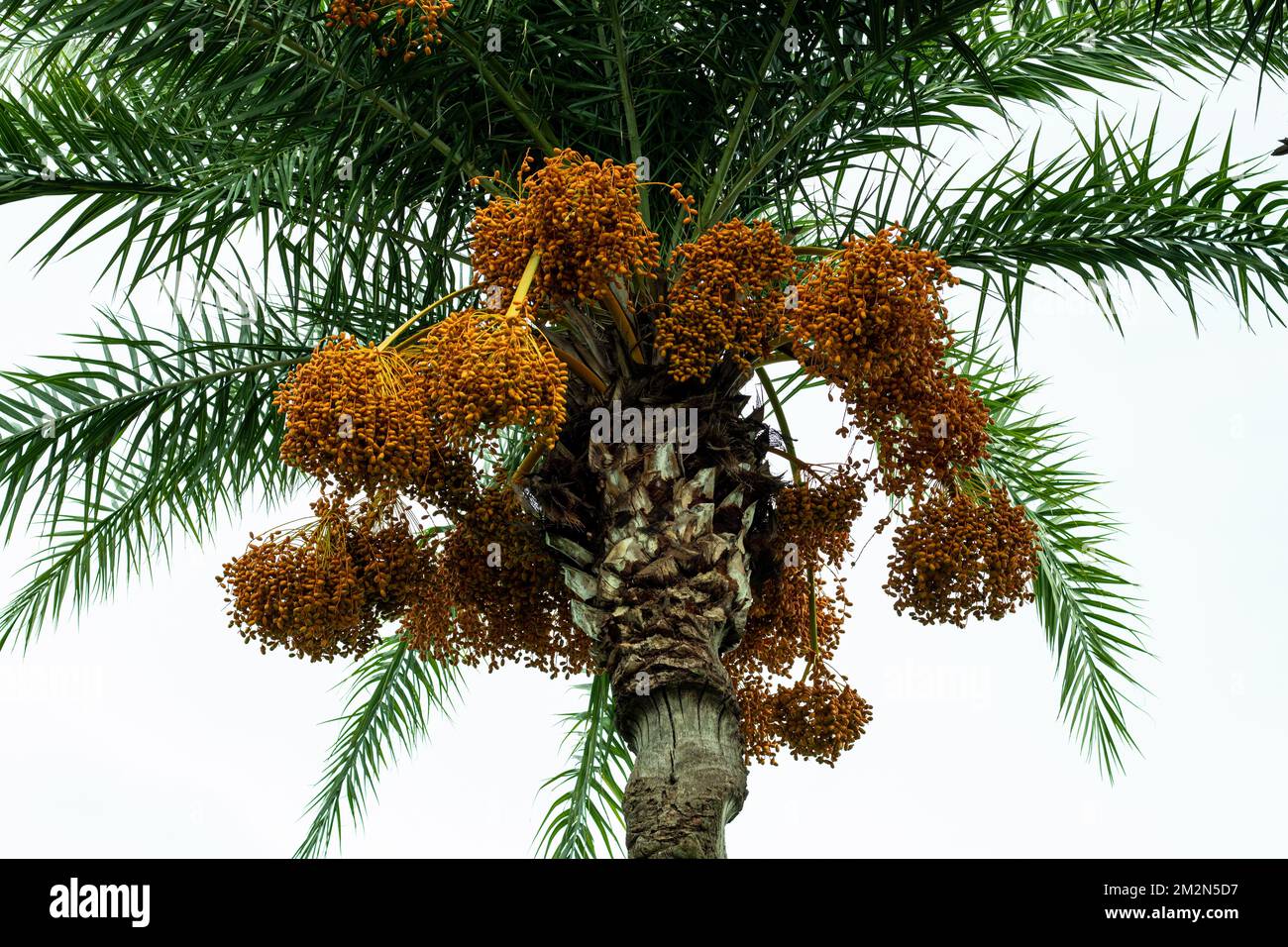 Asian fruit trees hi-res stock photography and images - Alamy