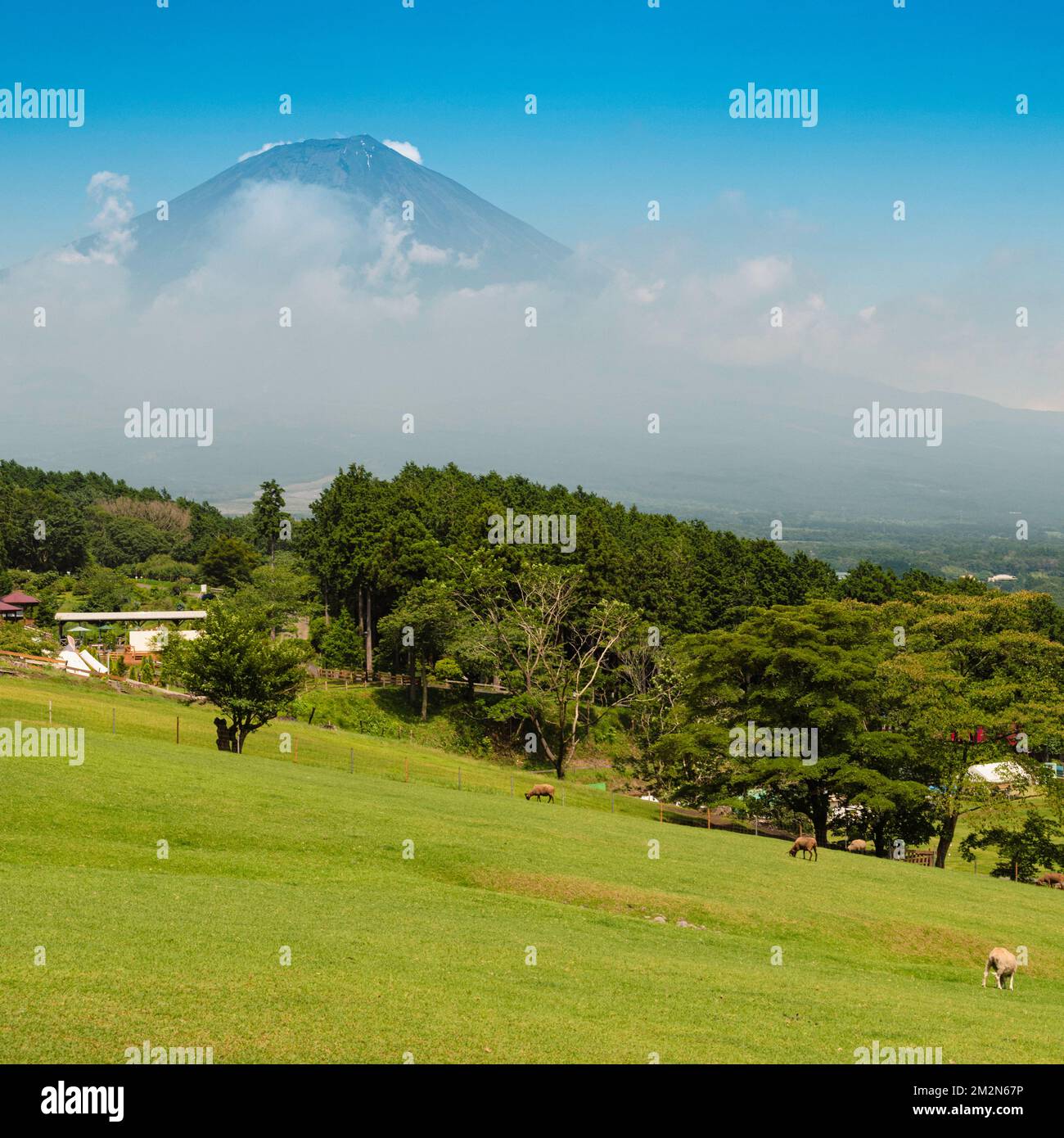 Shot of Mt. Fuji towering over some sheep grazing at the Makaino Ranch ...