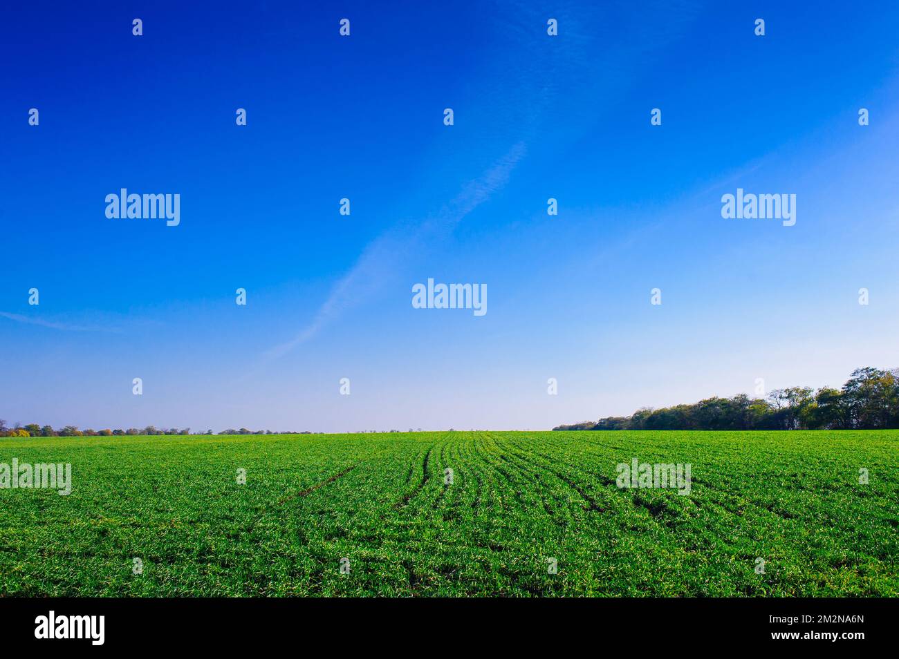 Ukrainian Green Field of wheat, blue sky and sun, white clouds ...