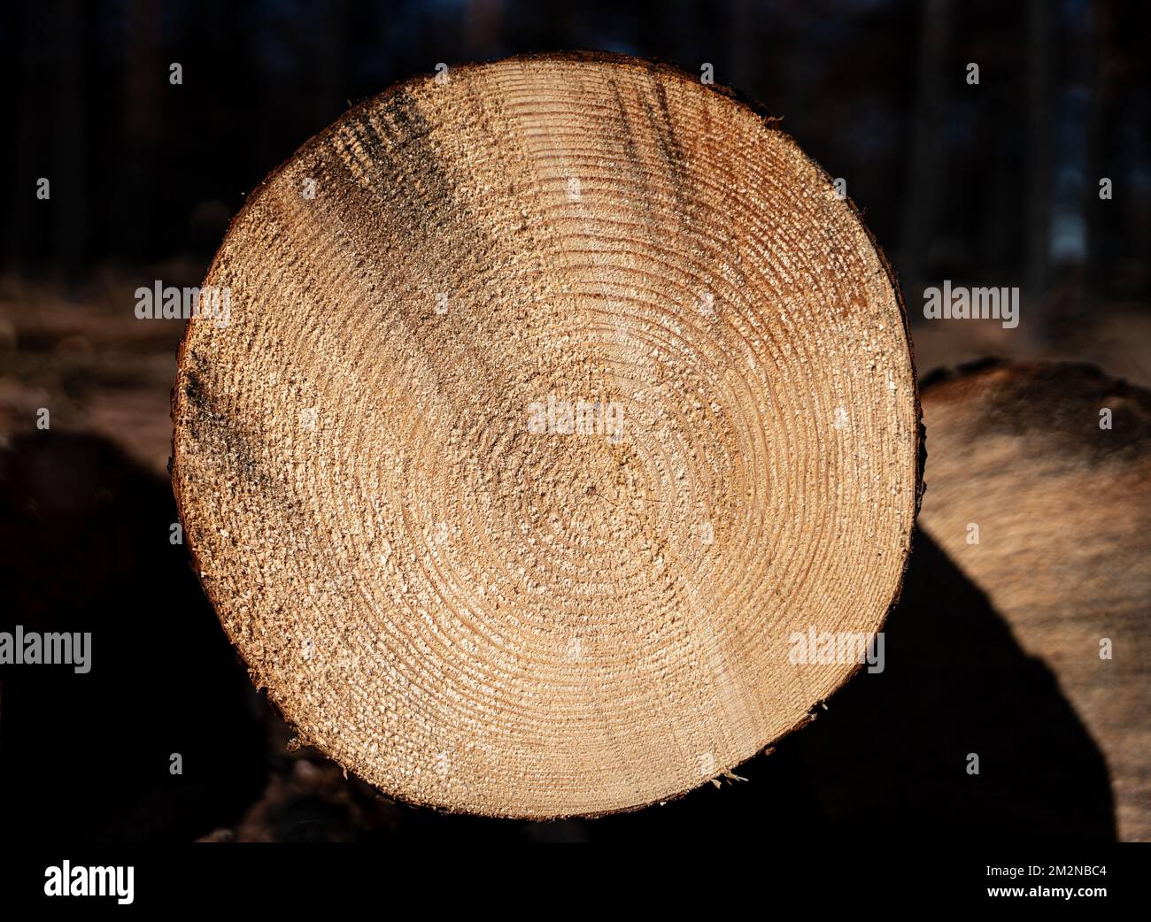 Perfect wood cut hi-res stock photography and images - Alamy
