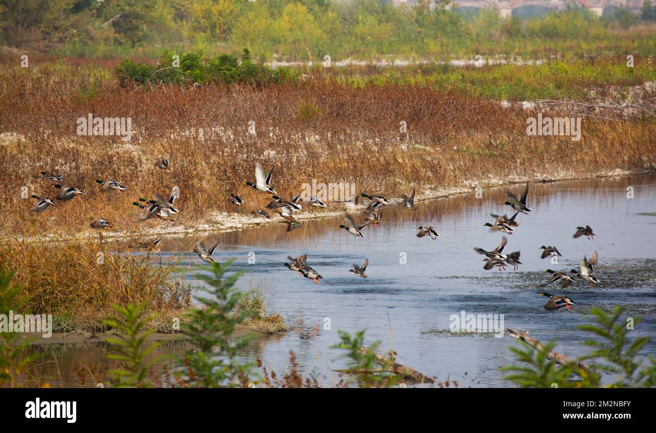 Two male mallards swim hi-res stock photography and images - Alamy