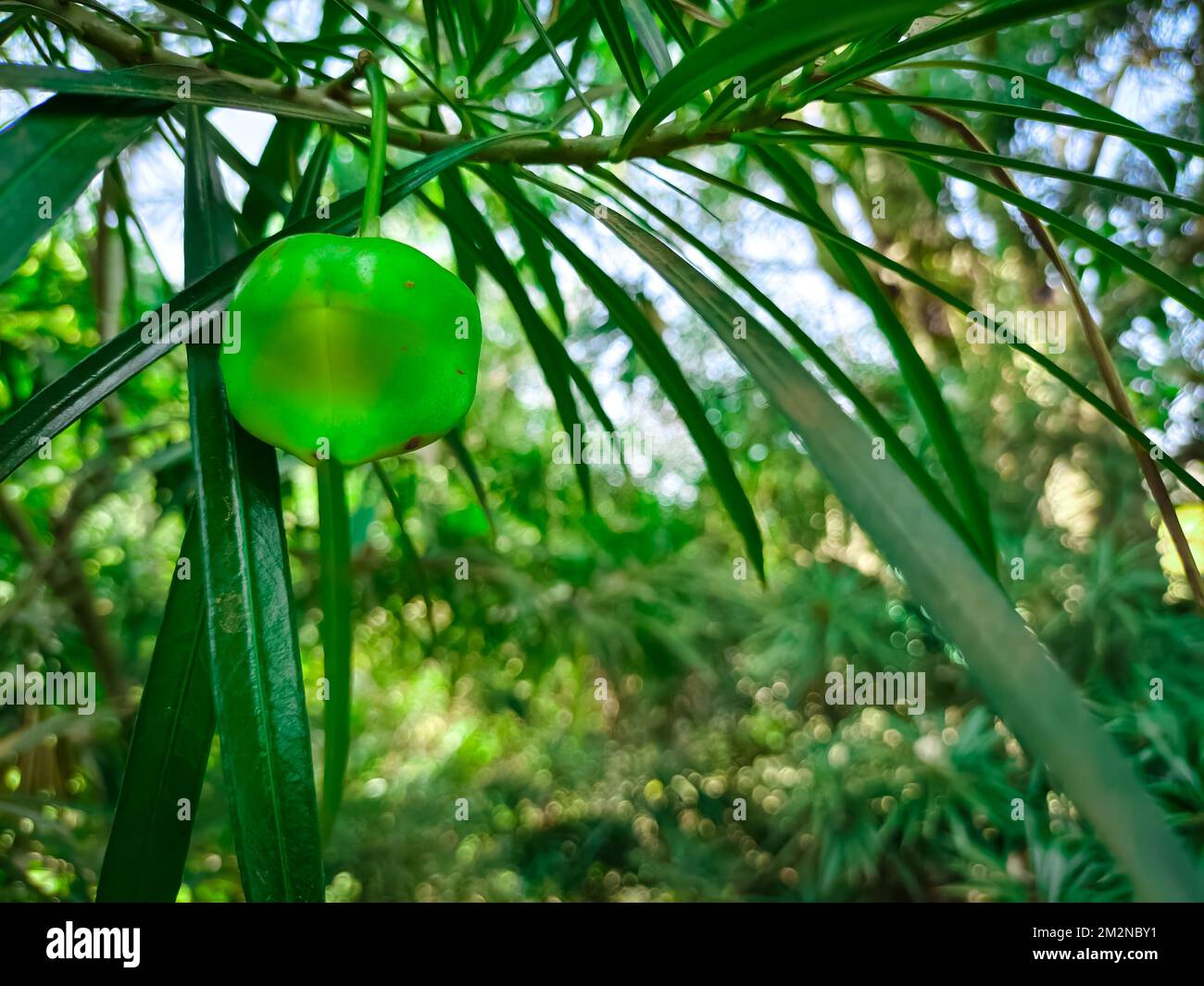 A close-up shot of a green oleander fruit (Cascabela thevetia) in a ...