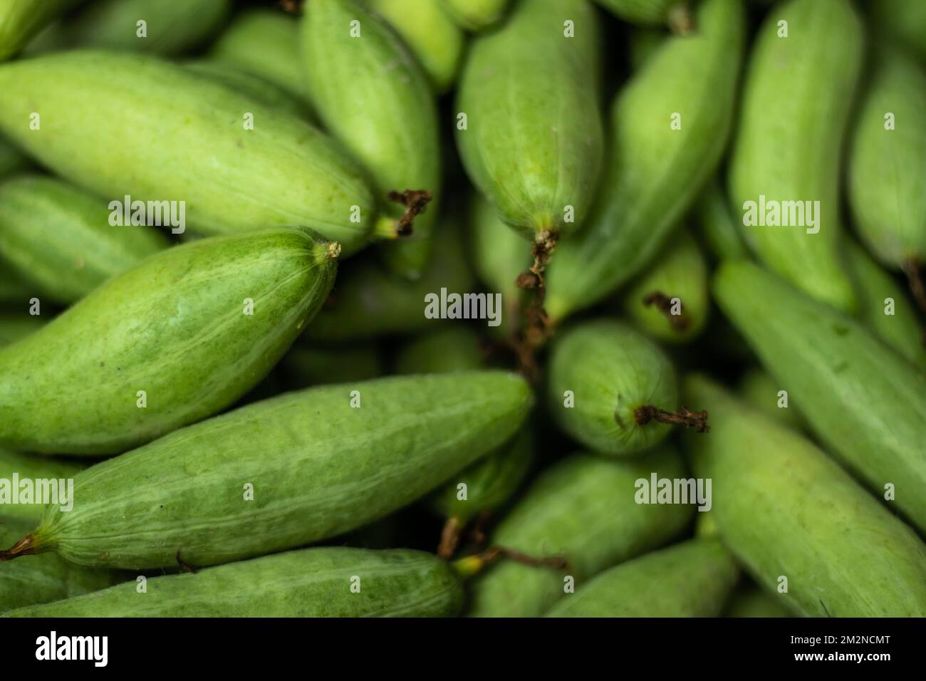 Pointed gourd or Parwal is an inexpensive but highly nutritious member ...