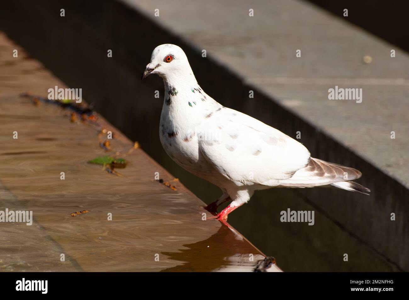 Pigeons in profile hi-res stock photography and images - Alamy