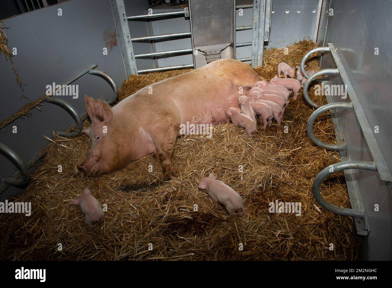 Illustration picture shows pigs at the inauguration of the biological ...
