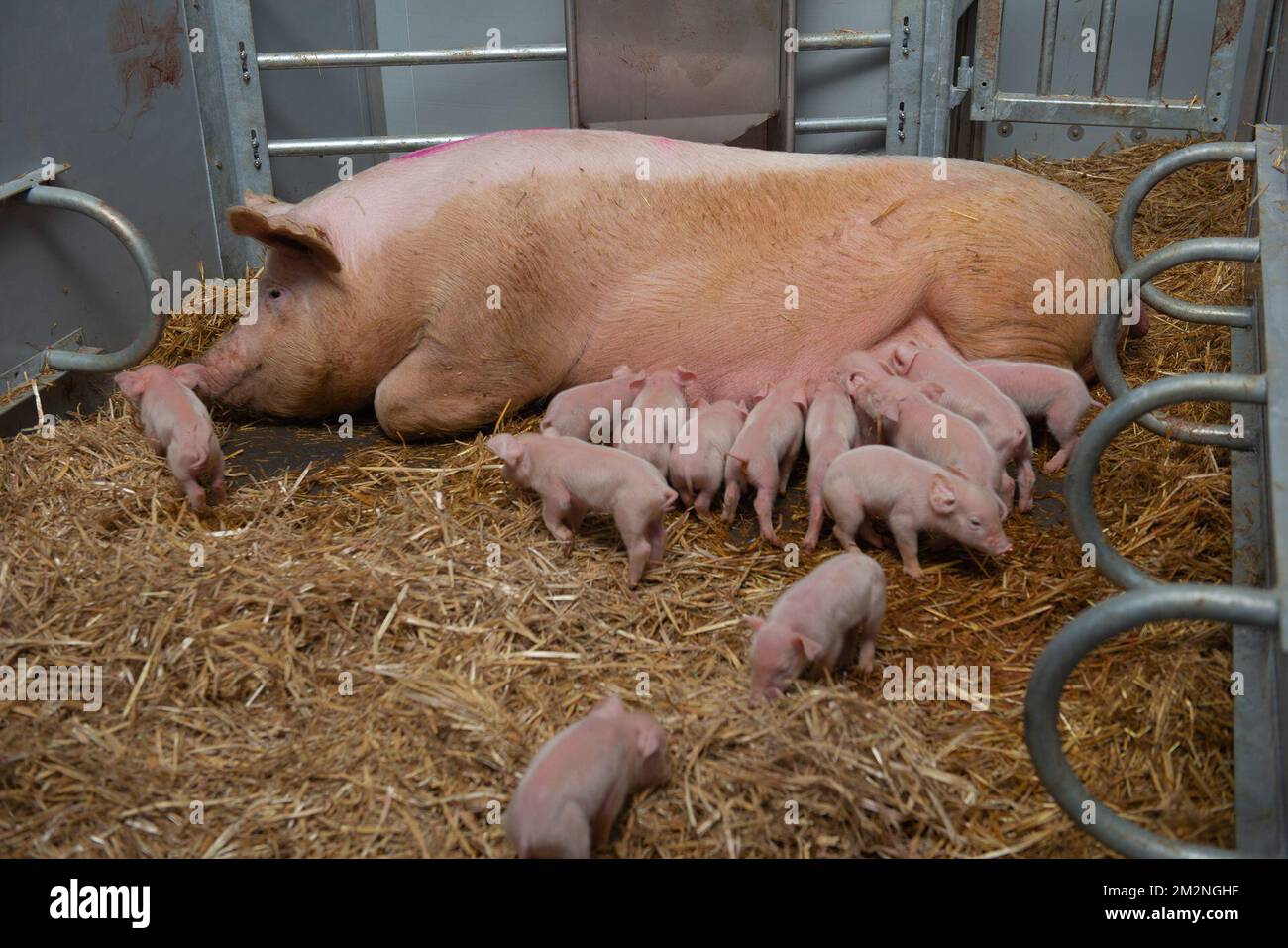 Illustration picture shows pigs at the inauguration of the biological ...