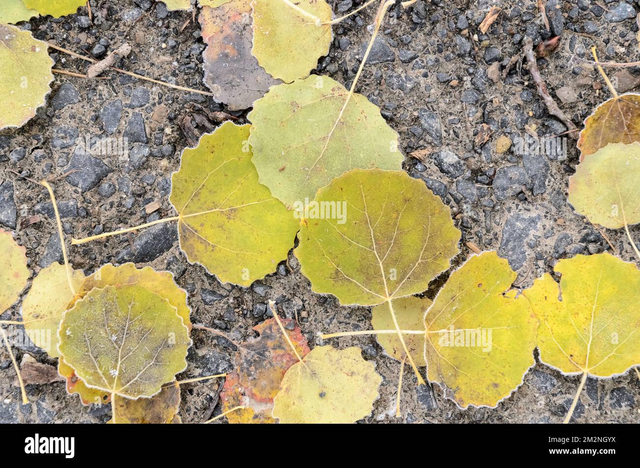 Frozen leaves of the Populus tremula, European aspen tree on the forest ...