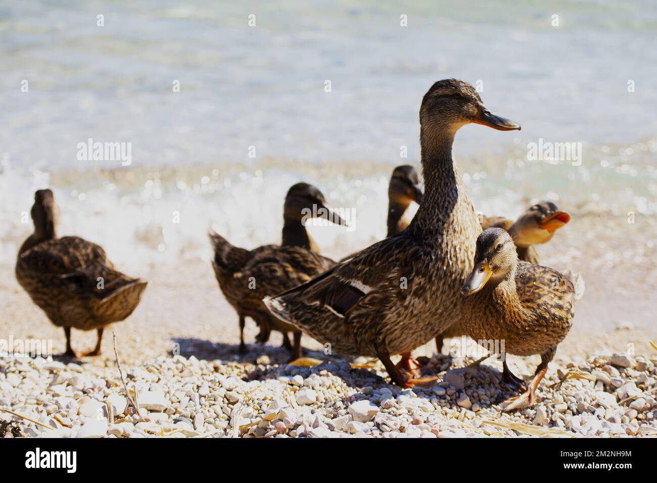 mallards in the lake Stock Photo - Alamy