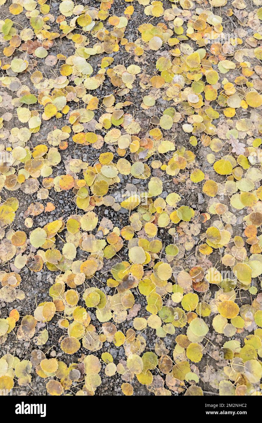 Leaves of aspen populus tremula hi-res stock photography and images - Alamy