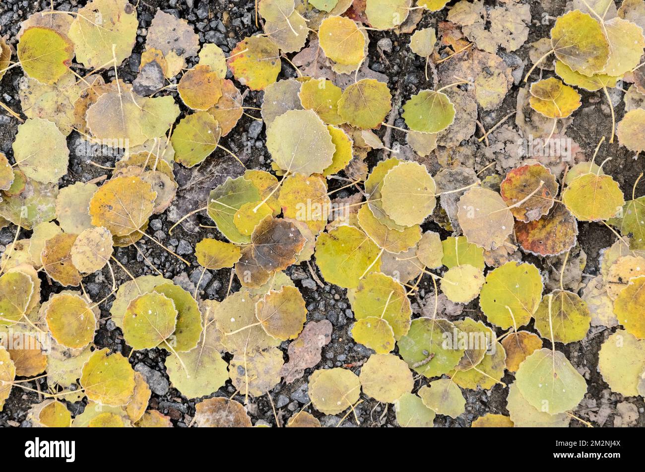 Leaves of aspen populus tremula hi-res stock photography and images - Alamy