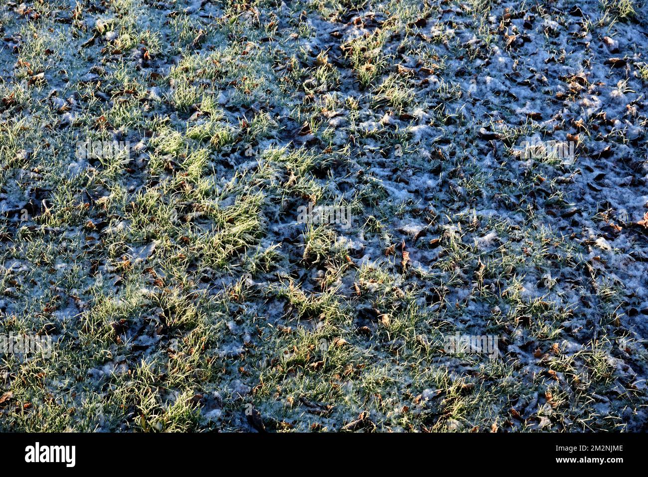 Frost on lawn Stock Photo - Alamy