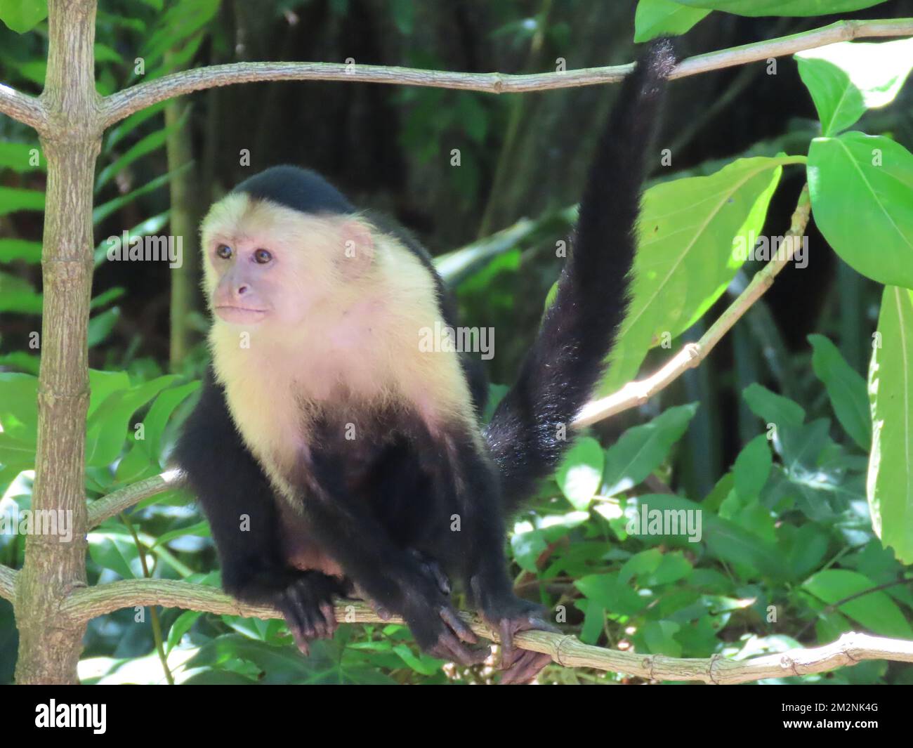 Affe in costa hi-res stock photography and images - Alamy