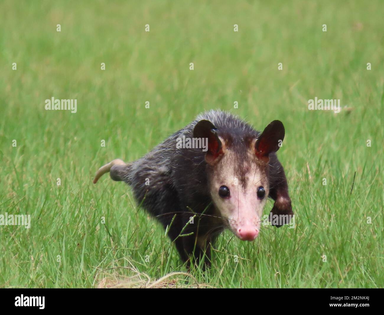 The common opossum (Didelphis marsupialis), also called the southern or ...