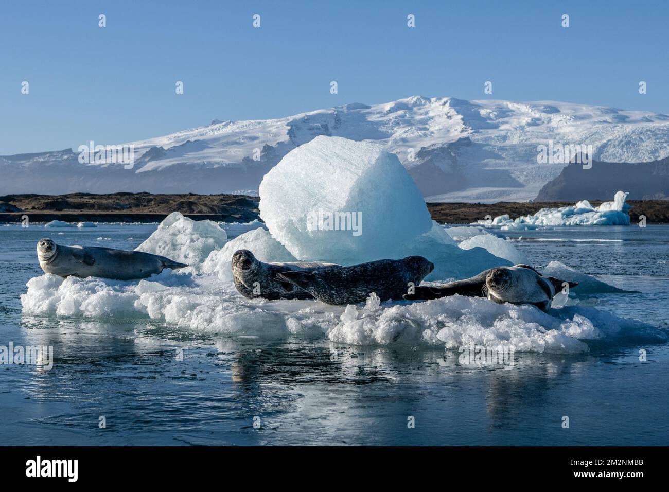 Monk seal are seen resting on the ice blocks floating in Jökulsárlón ...