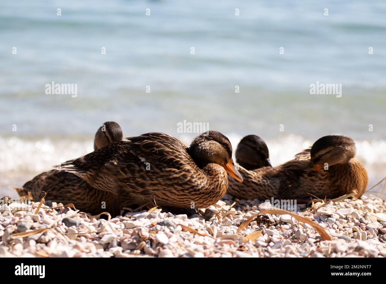 Two male mallards flying hi-res stock photography and images - Alamy