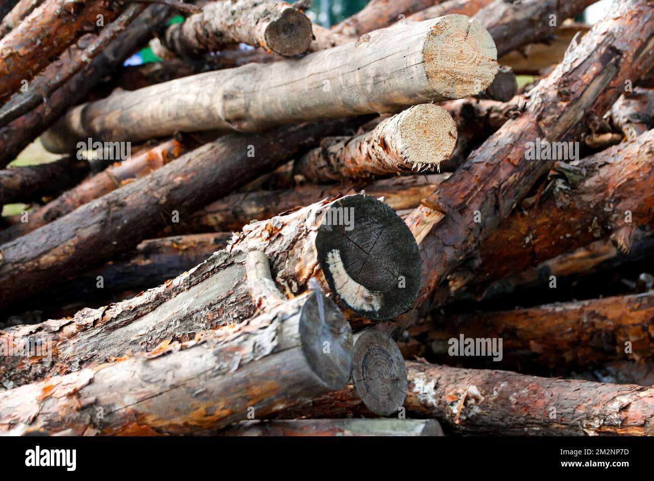 Defocus rows of piled of big logs. Local rural lumber mill, made into ...