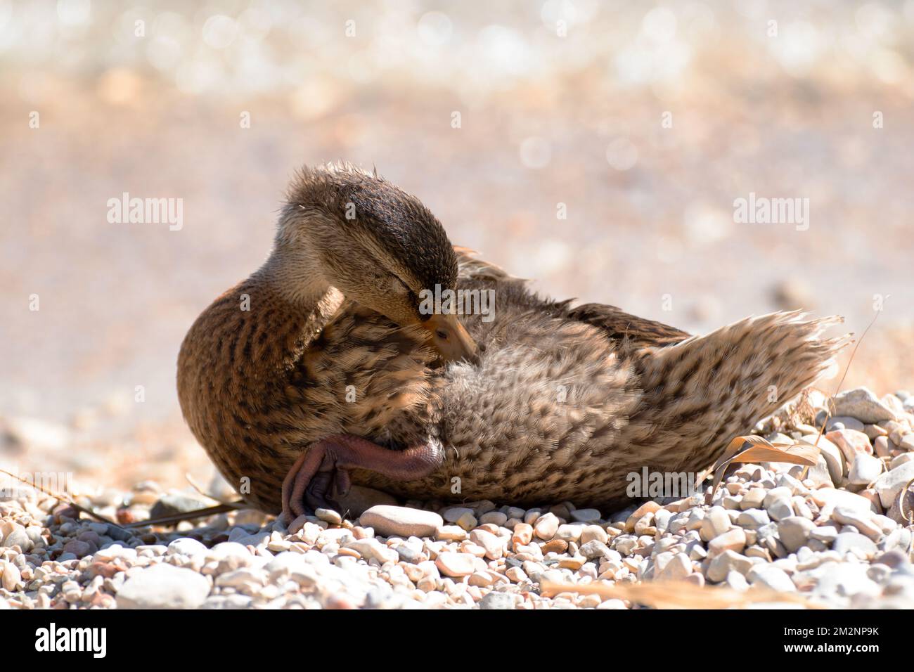 mallards in the lake Stock Photo - Alamy