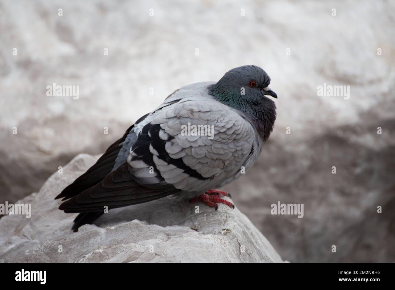 Pigeons in profile hi-res stock photography and images - Alamy