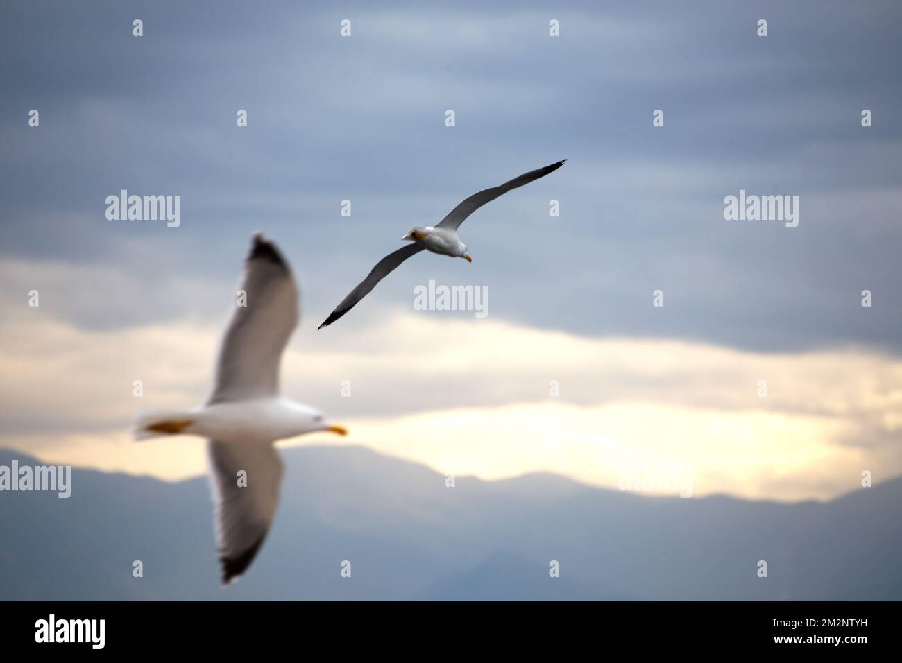 seagulls in flight Stock Photo - Alamy