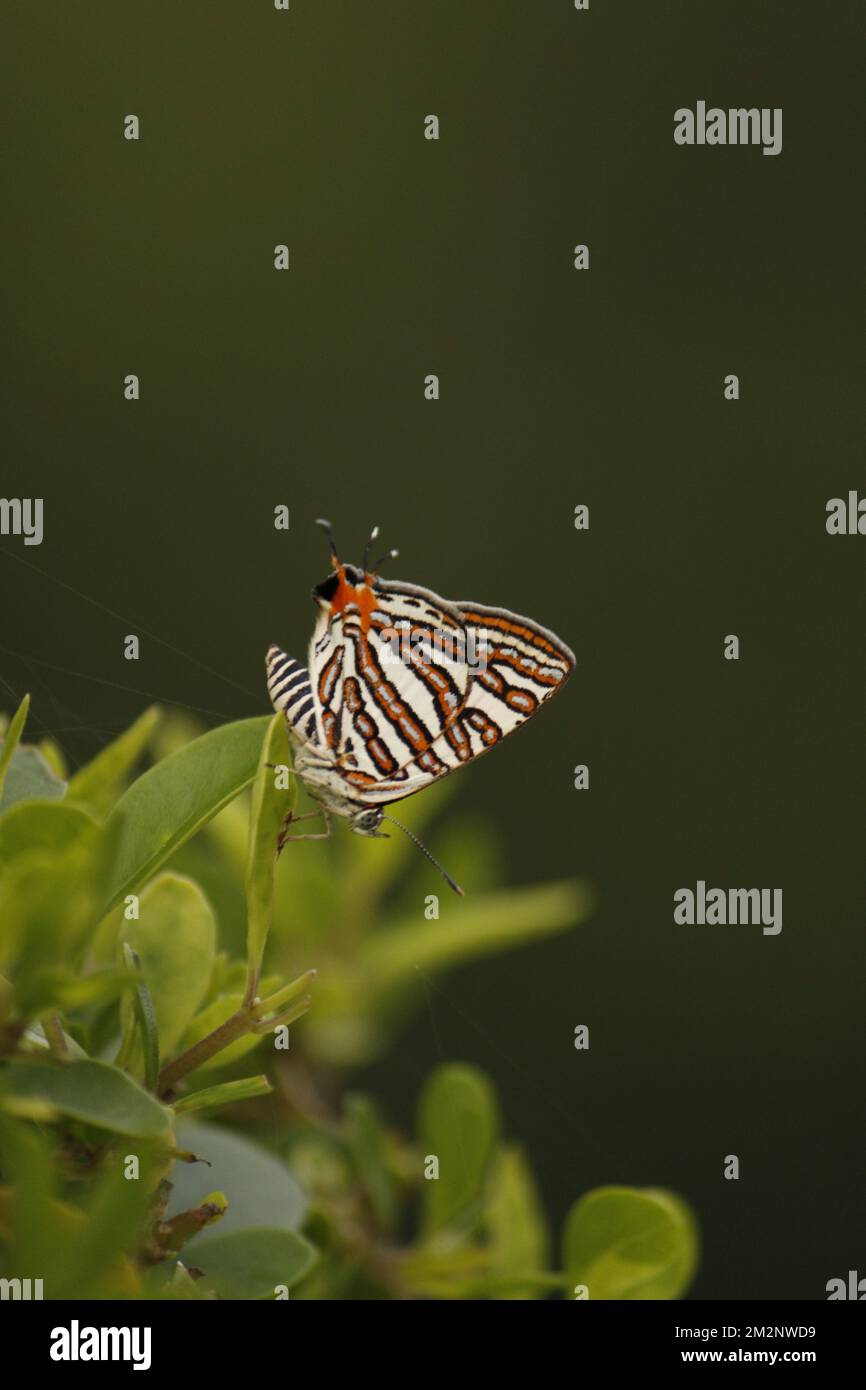 Cigaritis vulcanus, the common silverline, is a species of lycaenid or ...