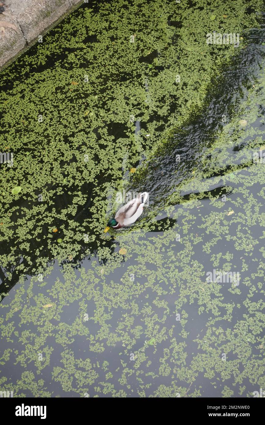A vertical shot of a duck surrounded by algie Stock Photo - Alamy