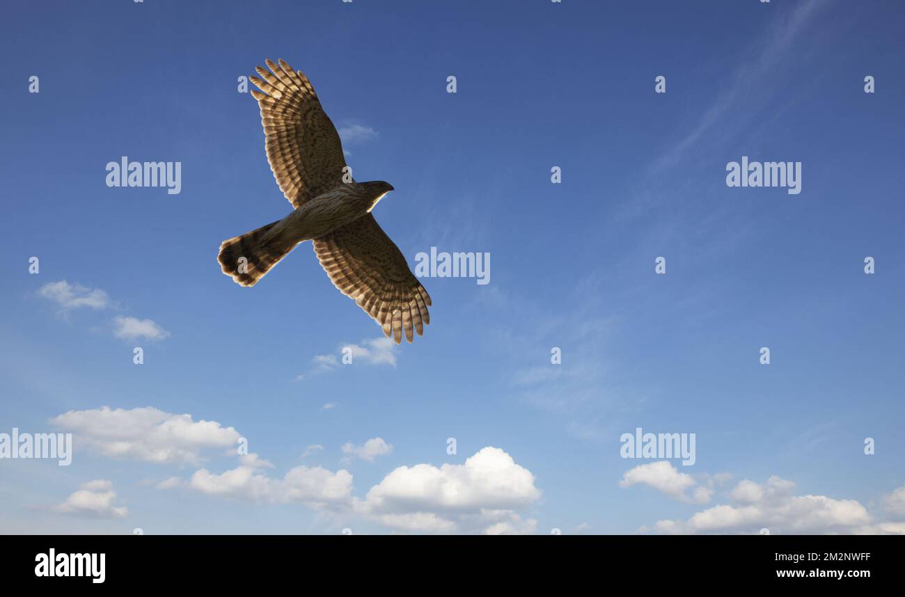 hawk looking for prey Stock Photo - Alamy
