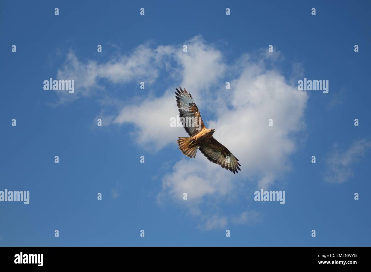 hawk looking for prey Stock Photo - Alamy