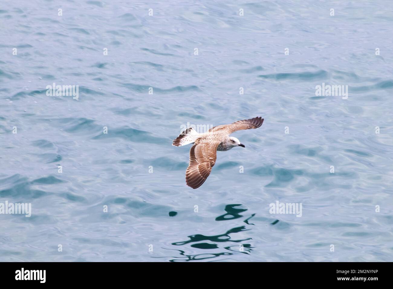 seagulls in flight Stock Photo - Alamy