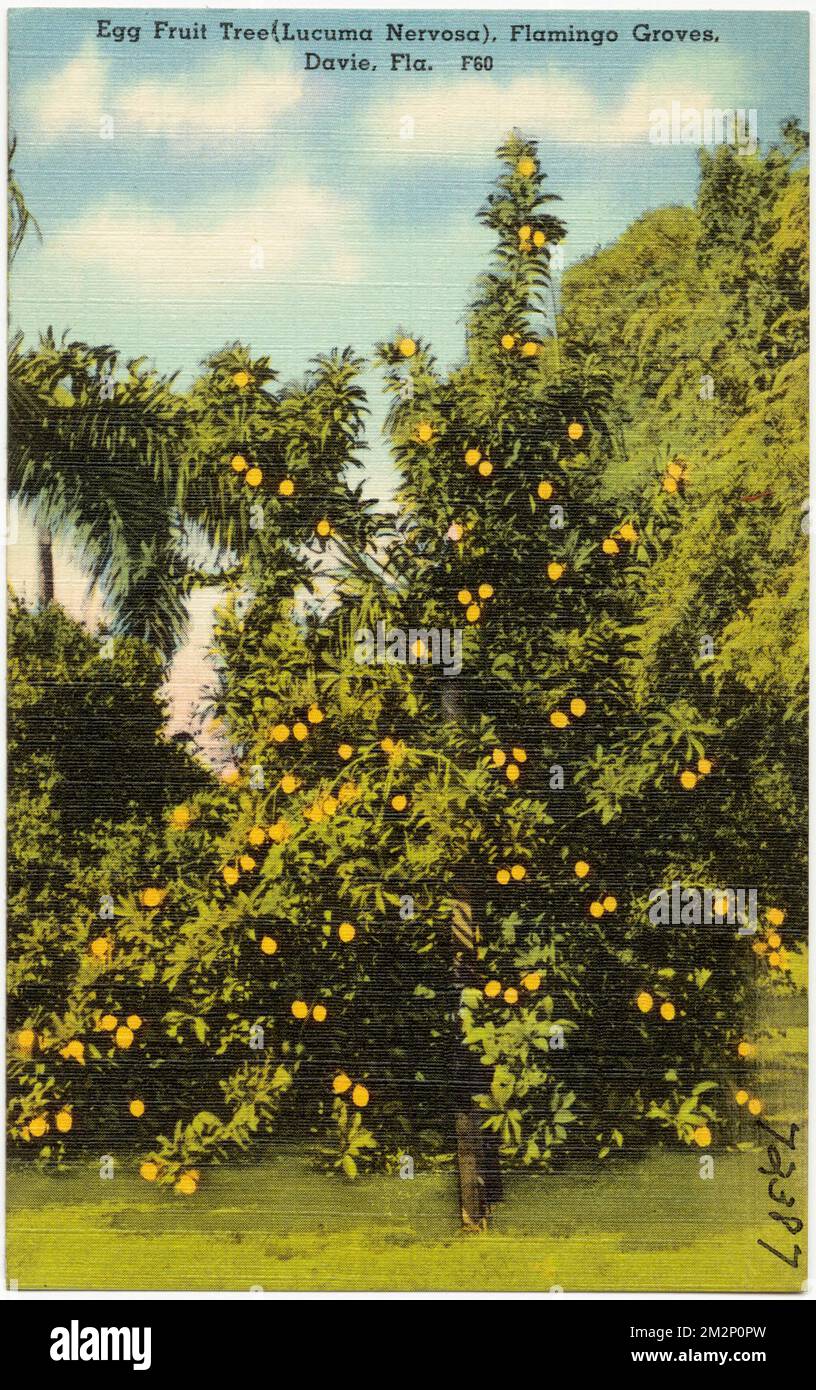 Egg Fruit Tree (Lucuma Nervosa), Flamingo Groves, Davie, Florida ...