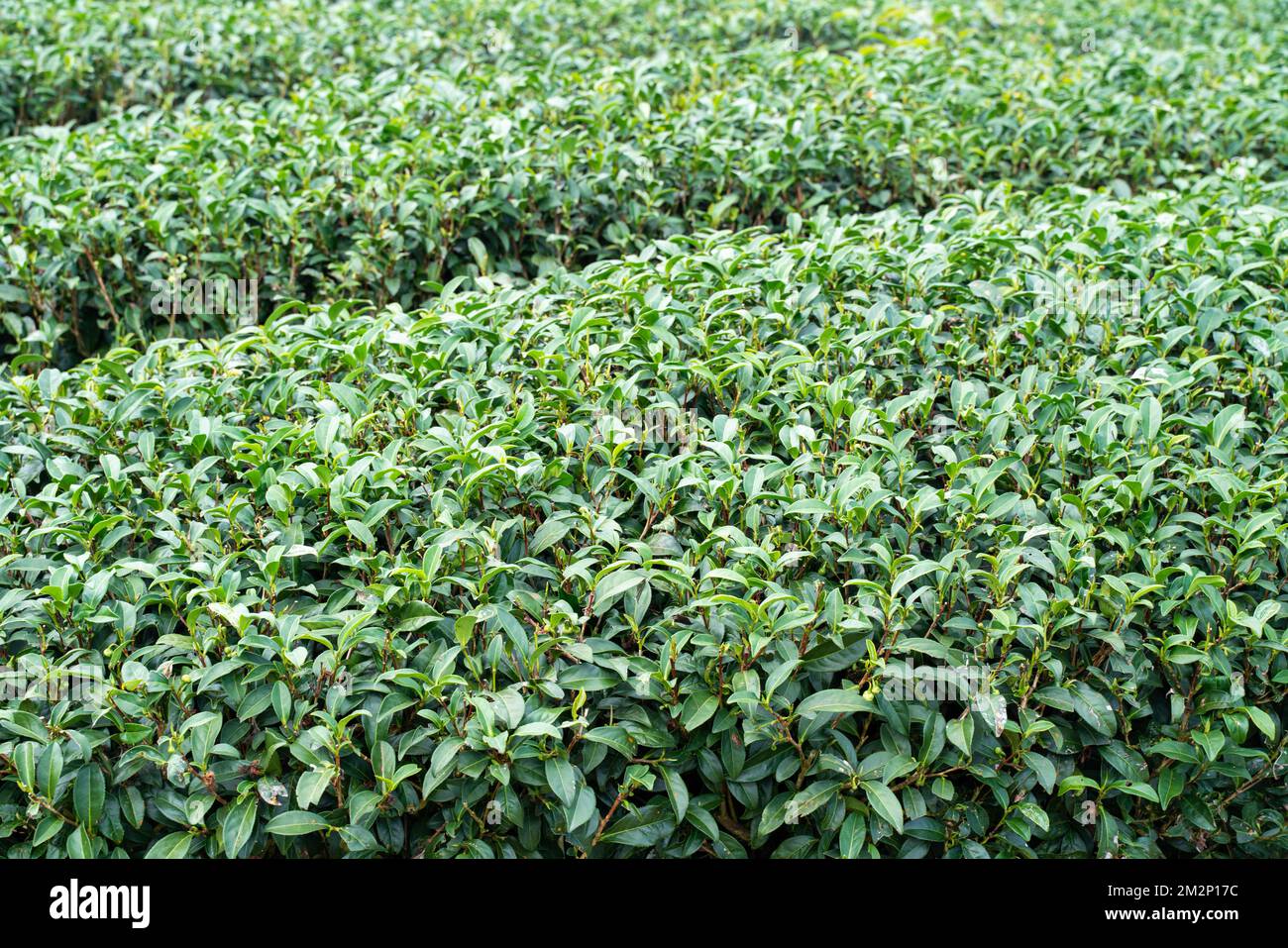 Close up of beautiful green tea crop garden rows scene, design concept ...