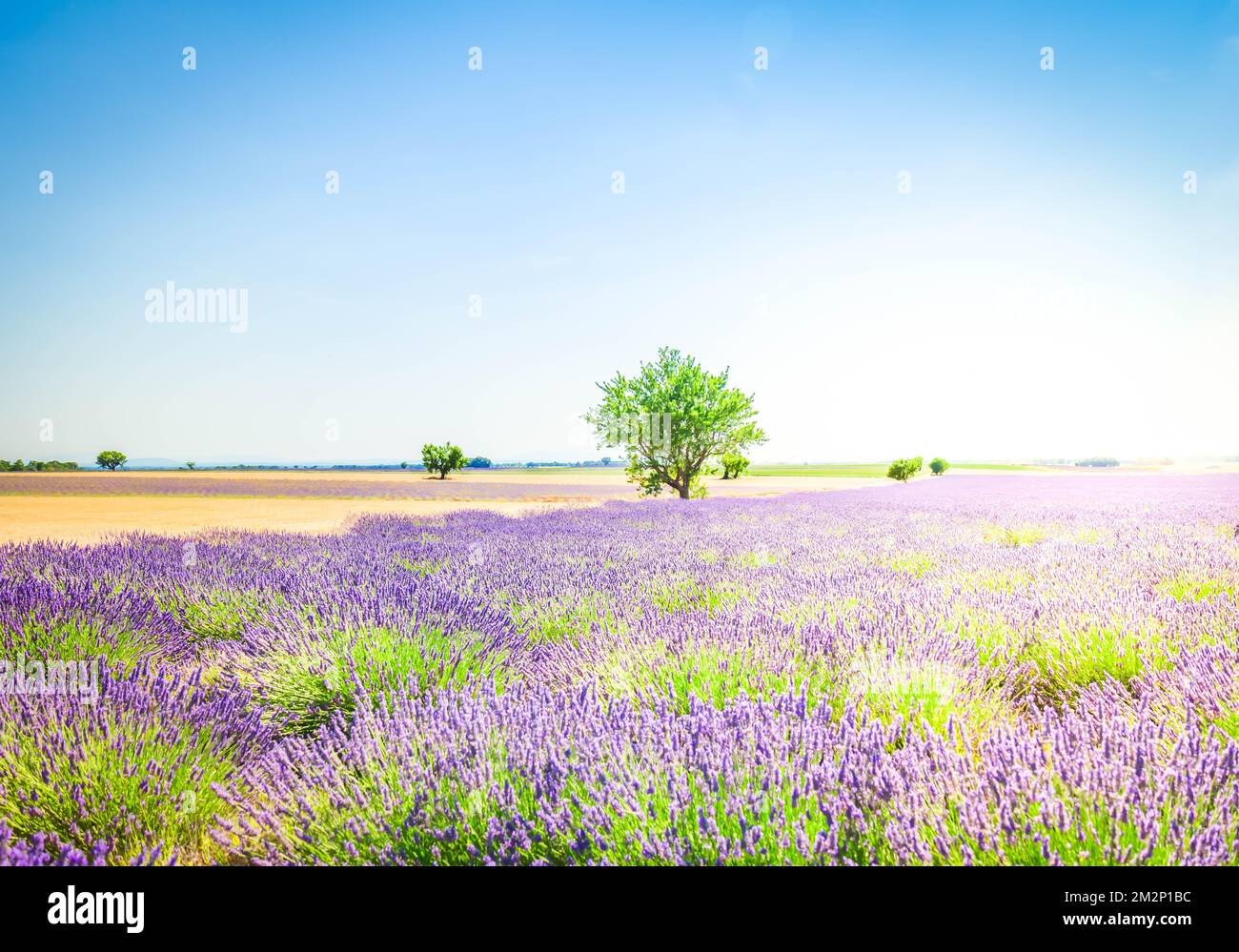 Lavender field and tree Stock Photo - Alamy