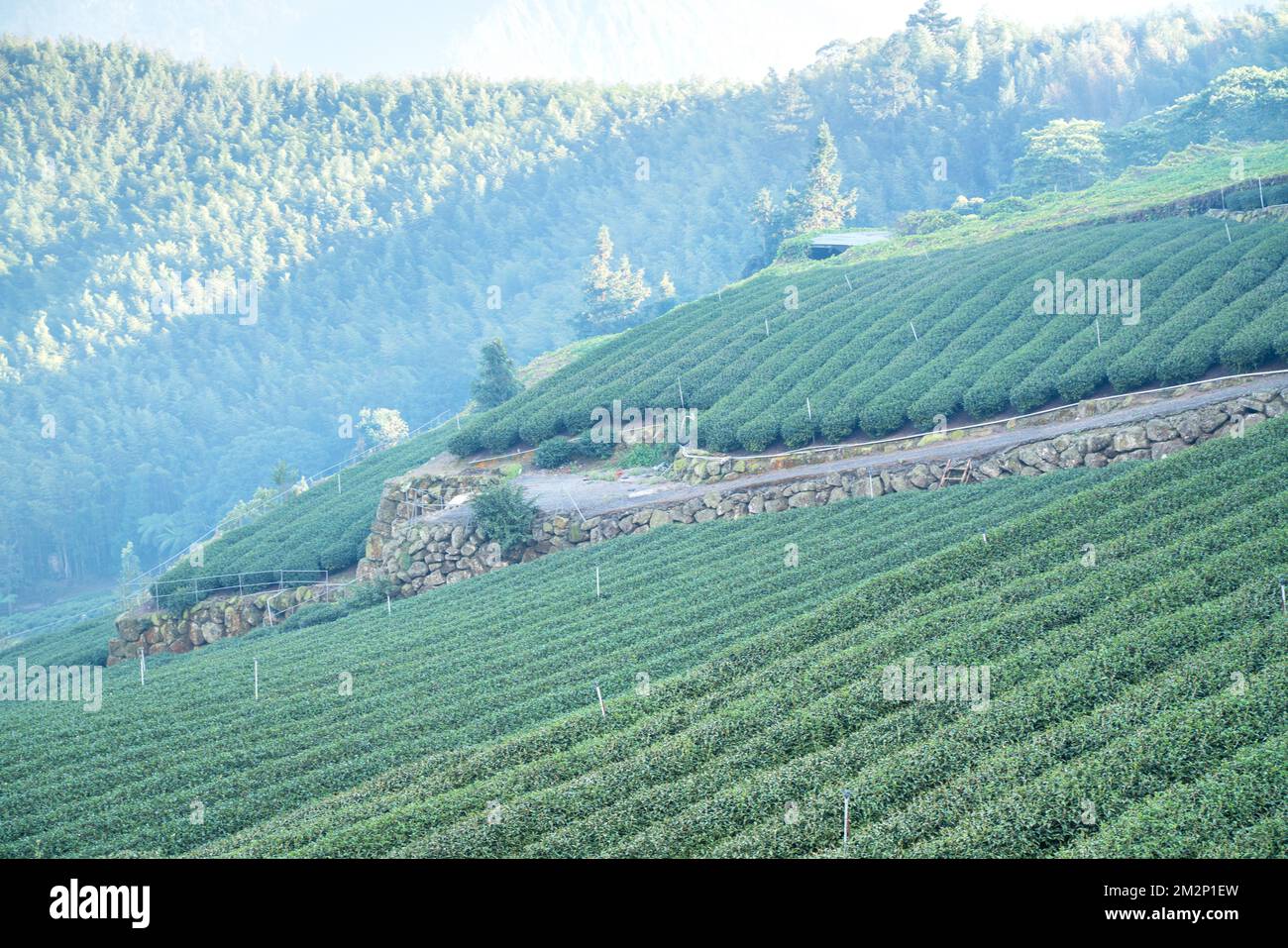 Close up of beautiful green tea crop garden rows scene, design concept ...